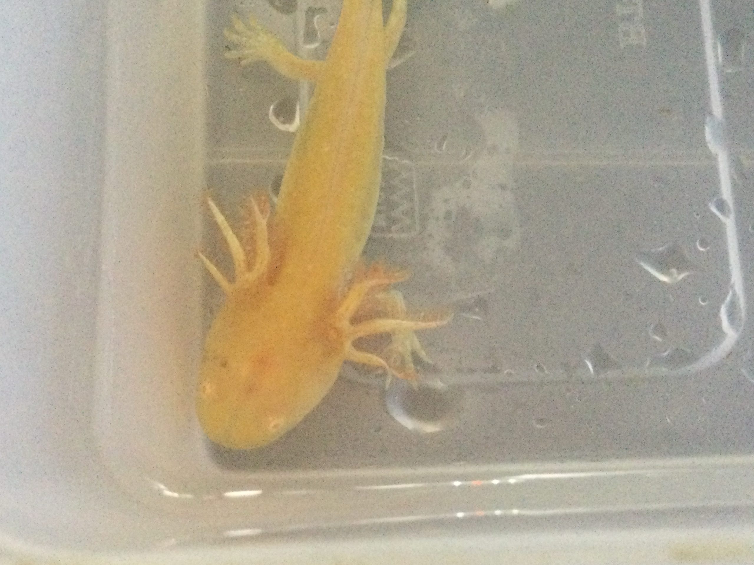 Bronze Axolotls – Clear Eyes – AxolotlZone